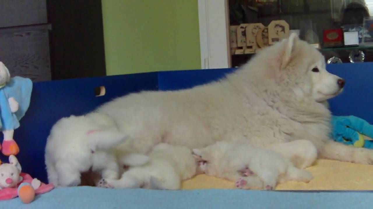 samojede Arctic Aivik - YouTube