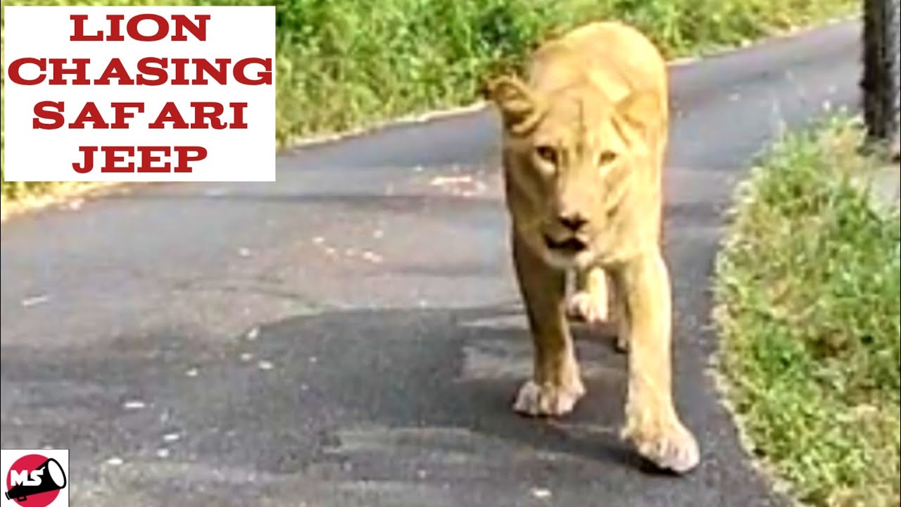 Lion chasing Safari Jeep @ Jungle Jeep Safari Bannerghatta National ...