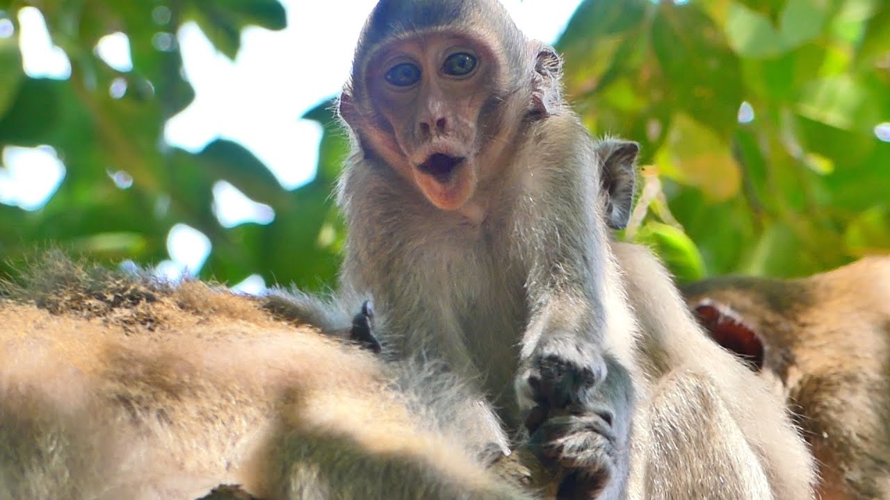 Little Monkey RAMBO cries so sadly and calls Mama Monkey RANA asking ...