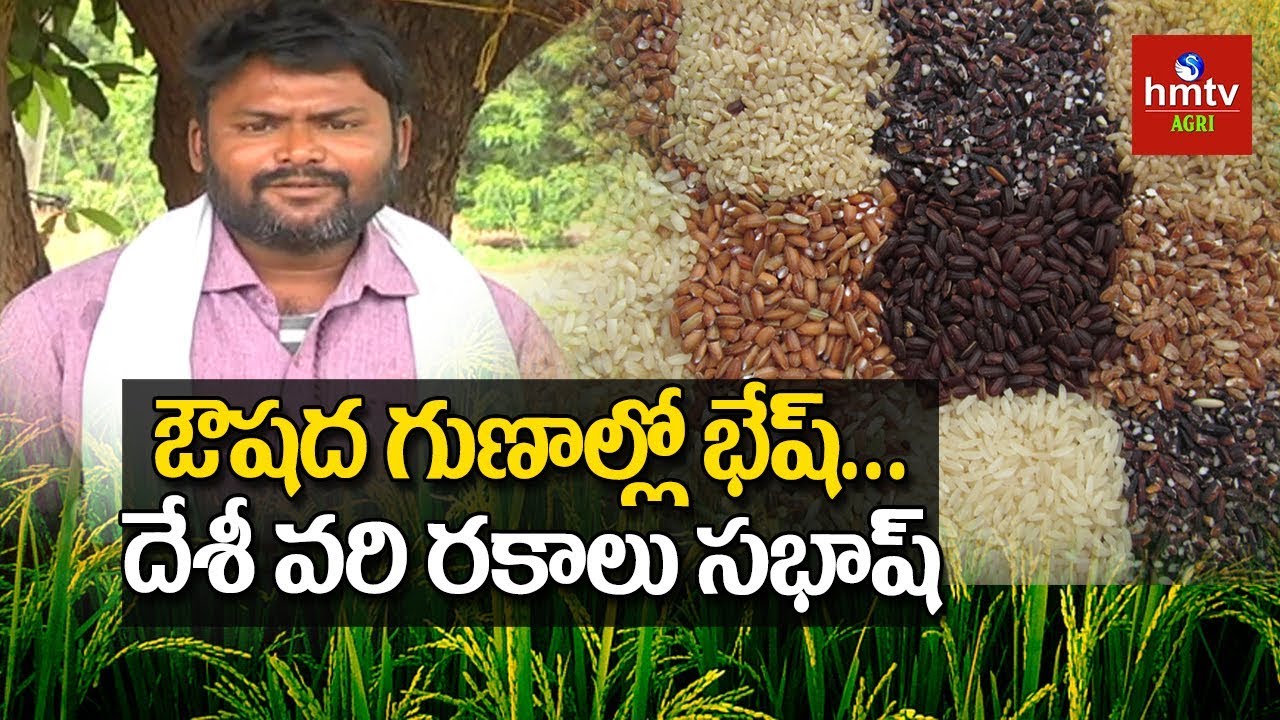Health Benefits Of Different Types Of Indian Rice Desi Paddy health-benefits-of-different-types-of-indian-rice-desi-paddy