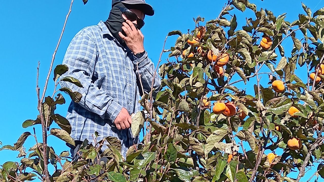 ¿Cómo es el trabajo de la pizca de Fruta en Estados Unidos? Aquí les ...