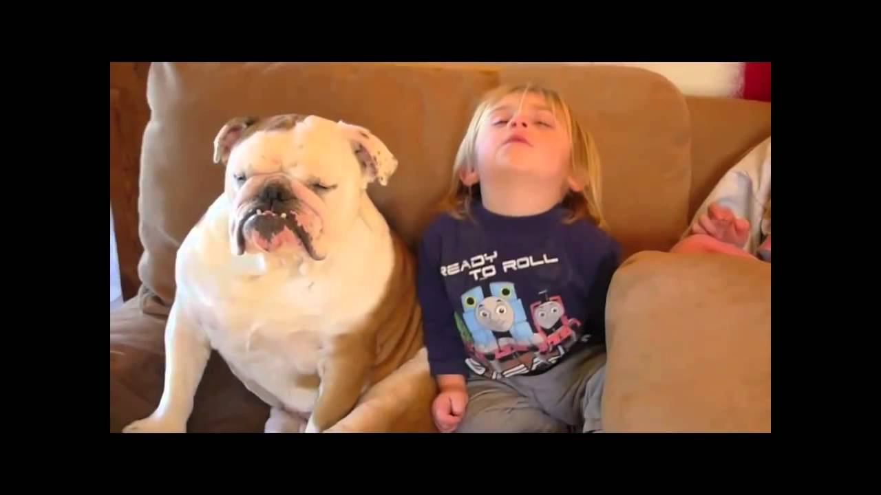 ¿Dudas en tener un perro? - YouTube