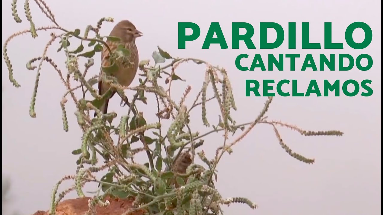 RECLAMO de PARDILLO Cantando [25 Minutos] - YouTube