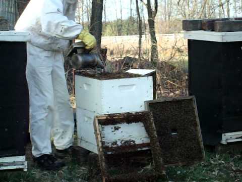 Super Strong Northern Indiana bees - YouTube