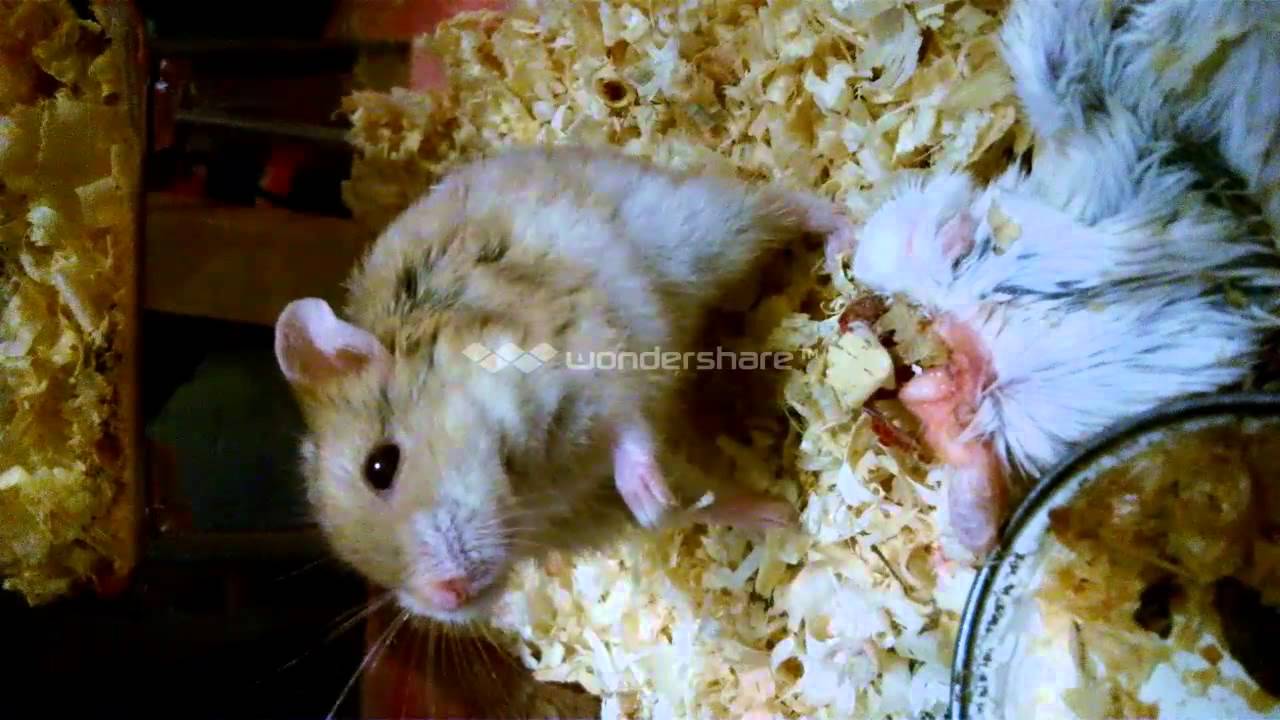 EL HAMSTER ASESINO - YouTube