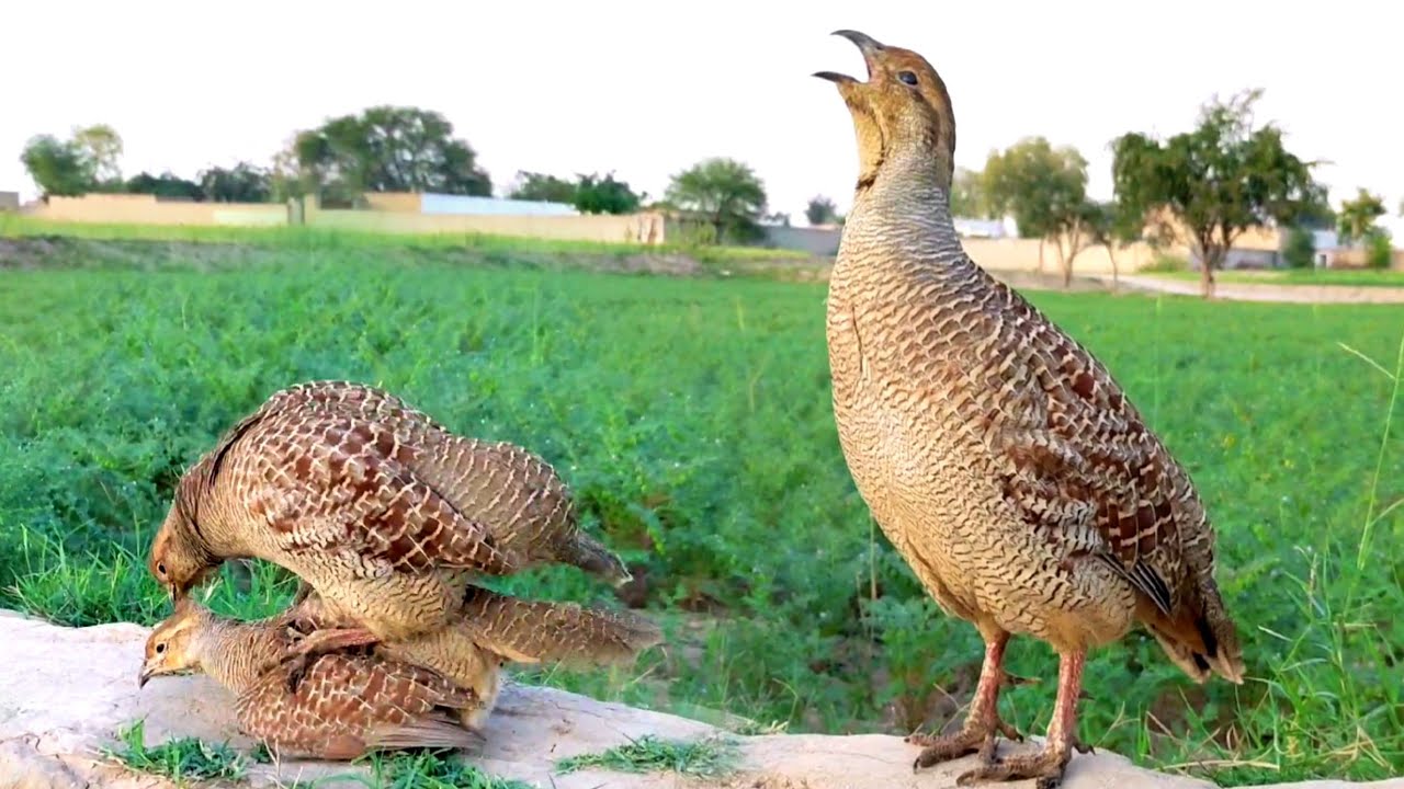 Teetar ki awaaz | teetar breeding season | teetar awaz | teetar eggs ...