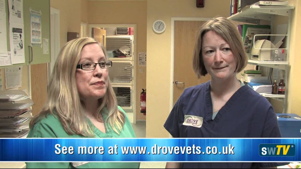 Drove Vets Open Day - We go behind the scenes - YouTube