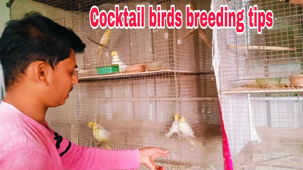 Winter season birds care. Cocktail birds breeding tips - YouTube