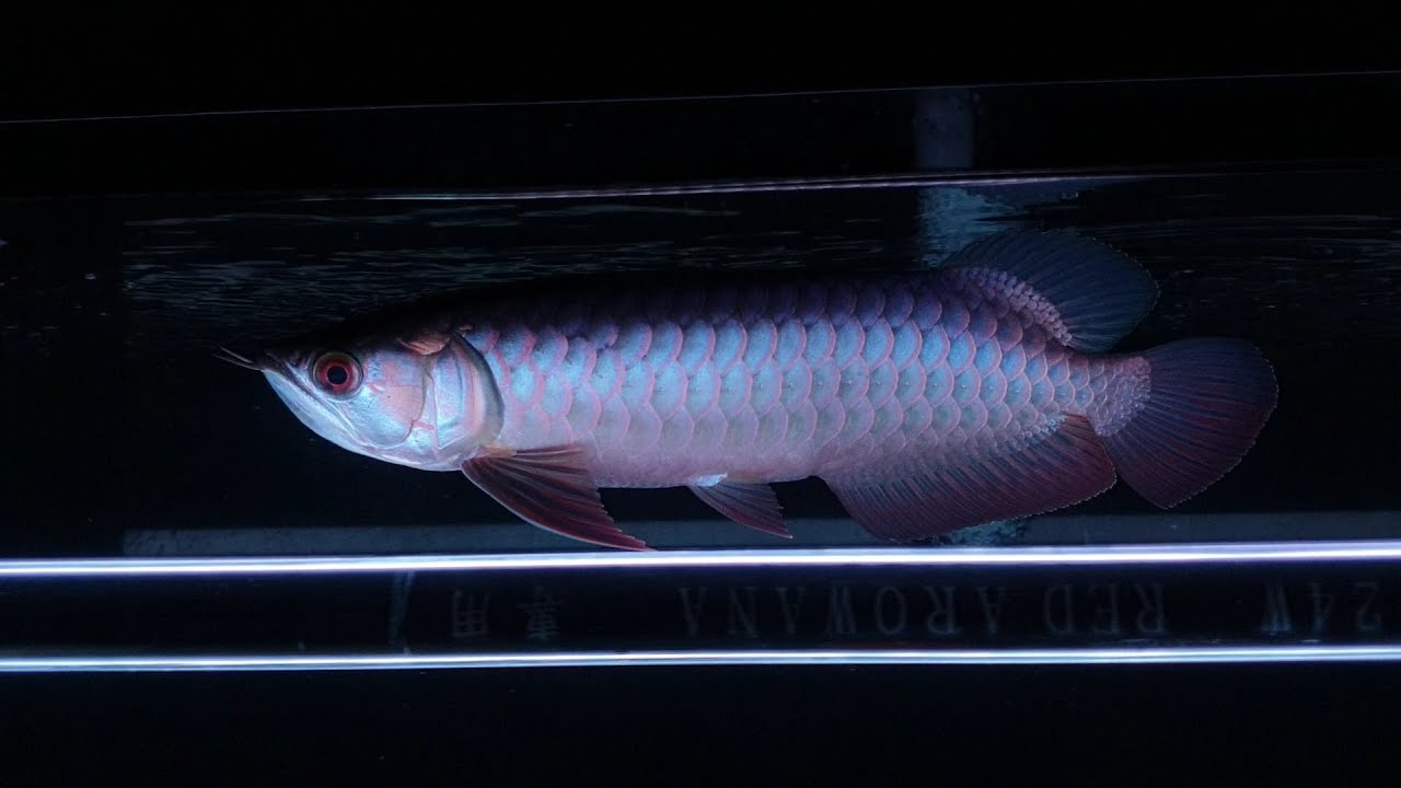 Mgbb powerblue in blank tank after 2 month. - YouTube