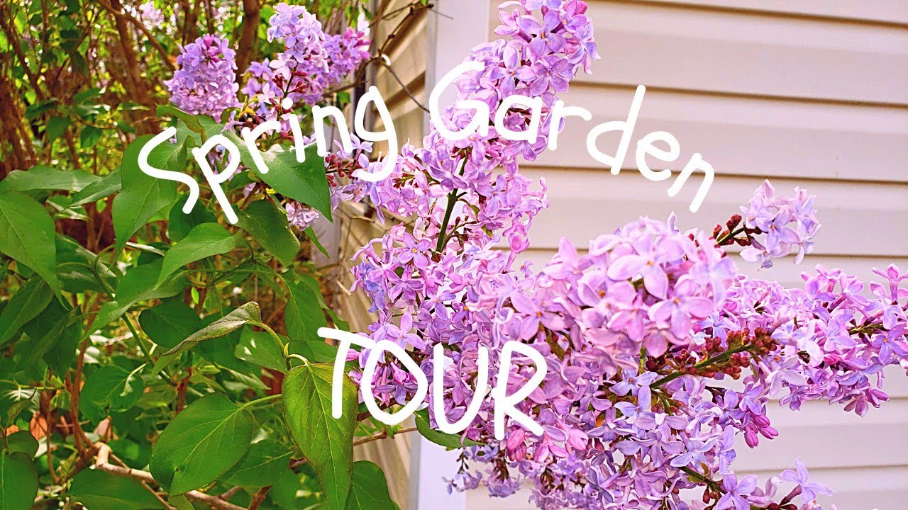 Spring Garden Tour Look What's Blooming Now! - YouTube