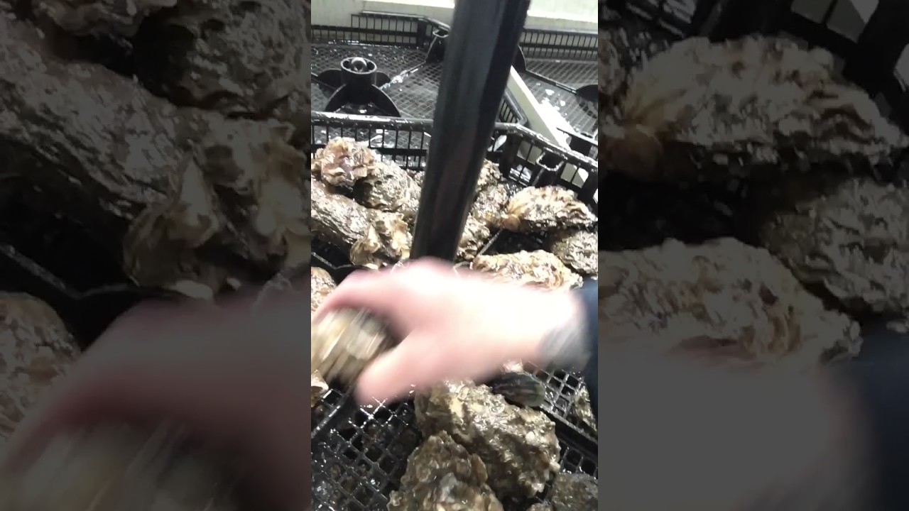 Danish oysters - YouTube