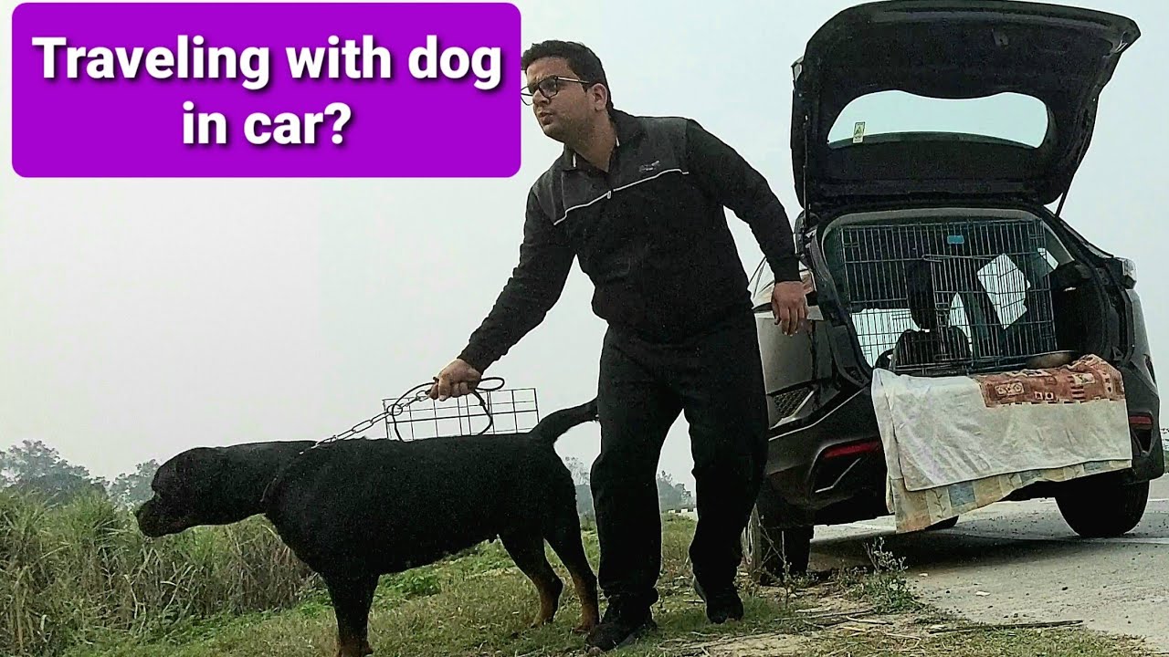 How to travel with your dog in a Car? | Traveling with dog in car ...