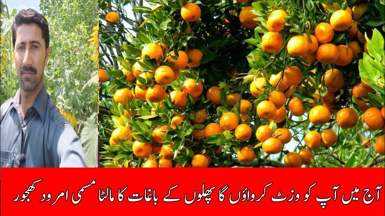 Malta Farm || kino Farm || citrus farm || Malta farming in Pakistan ...