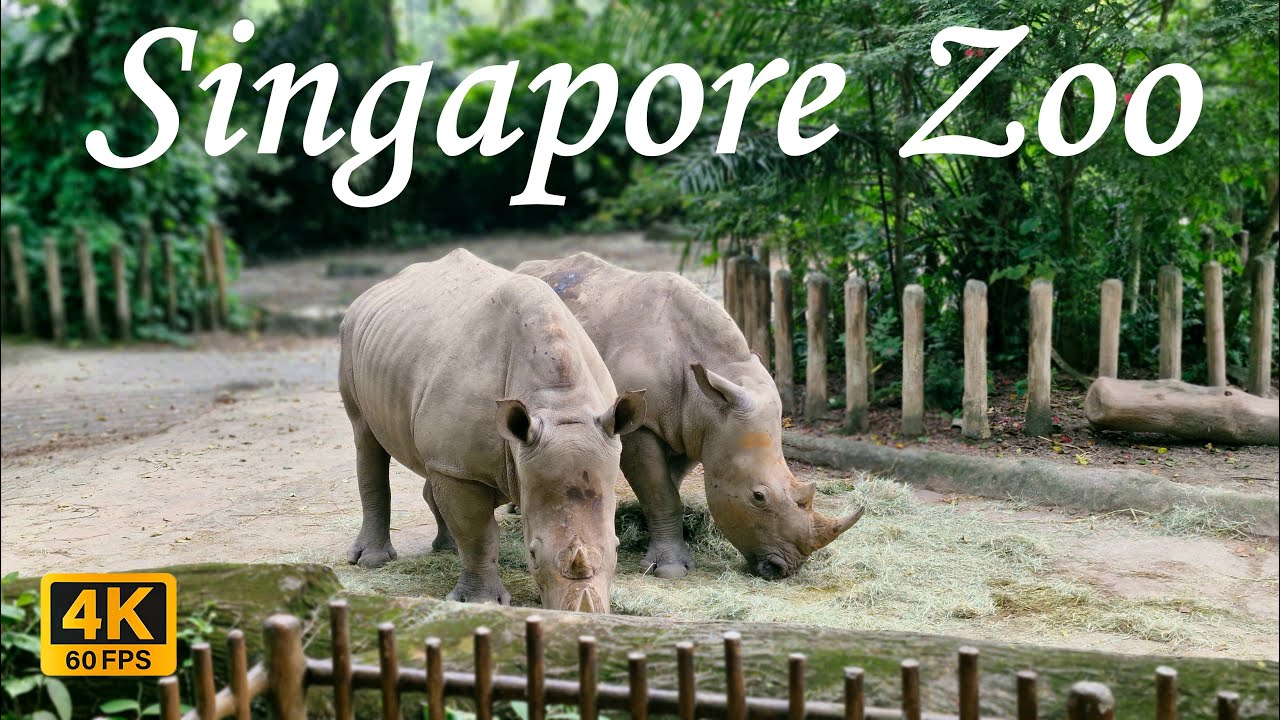 What AMAZING Animals Live in the Zoo? - YouTube