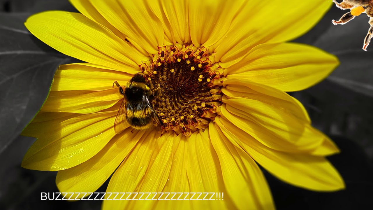 Bee transformation - YouTube
