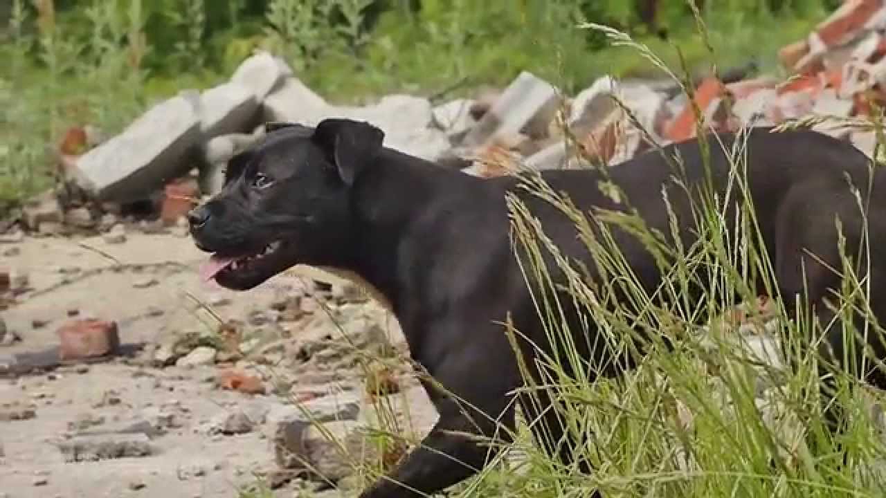 Homeless Stray Dog in Detroit Gets Fed By Woman Scrounging For Bricks ...