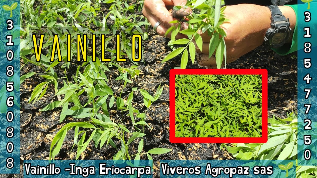 Vainillo, Inga Eriocarpa, Árbol Forestal, Viveros Agropaz SAS - YouTube