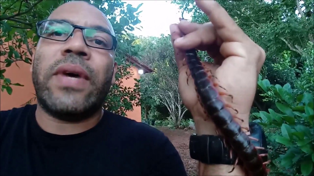 Esse bicho merece muito cuidado!!! - YouTube