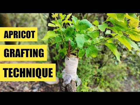 How to graft an apricot tree | Apricot Grafting