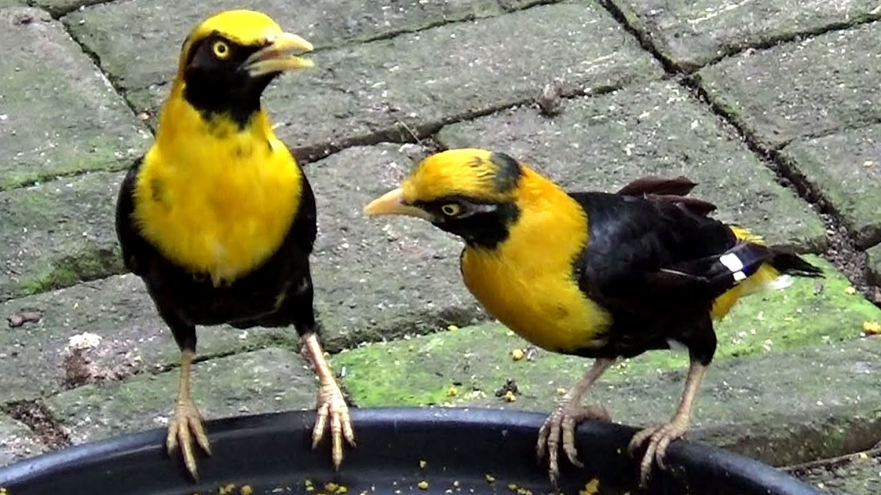 Burung Jalak Emas