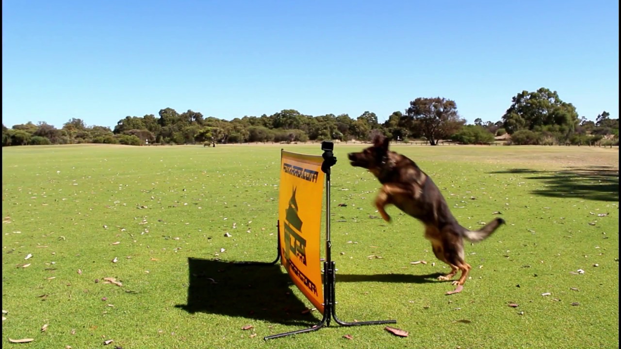IGP & Dog Sports - Hurdle & Retrieval - YouTube