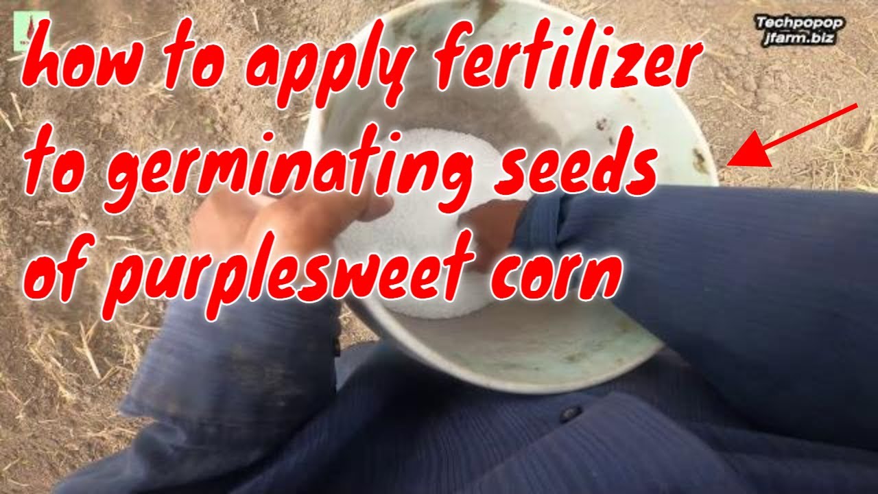 Paano Maglagay ng Unang Pataba sa Mais || How to apply first fertilizer ...