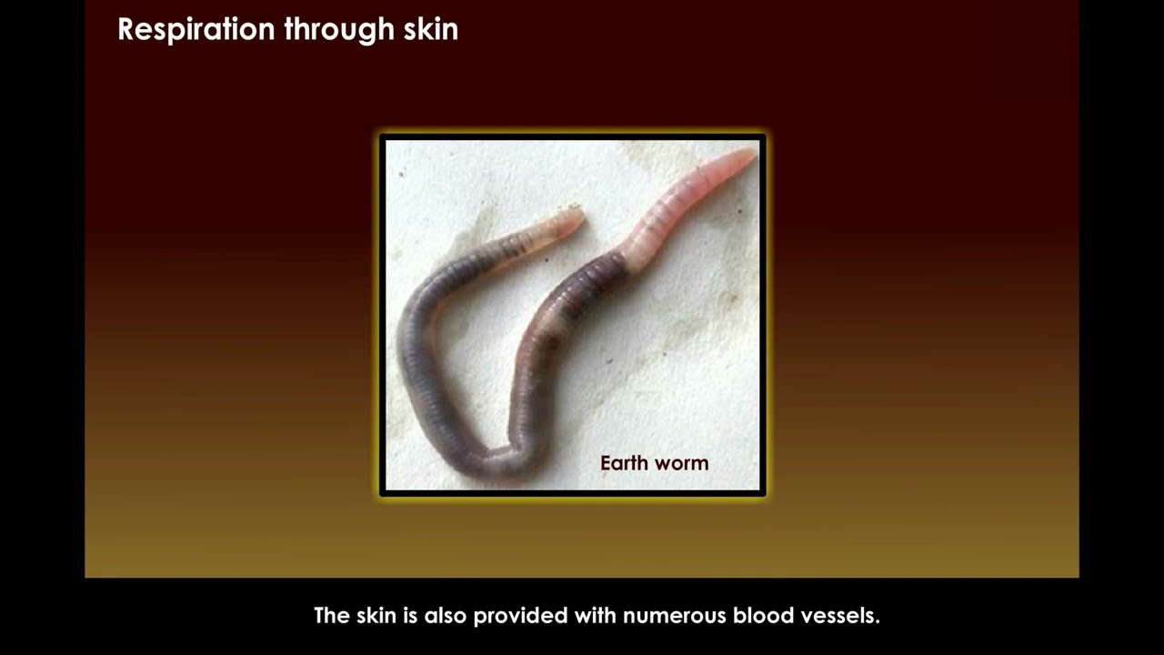 Respiration through Skin - Life Process class 10 Biology || 2D Content ...