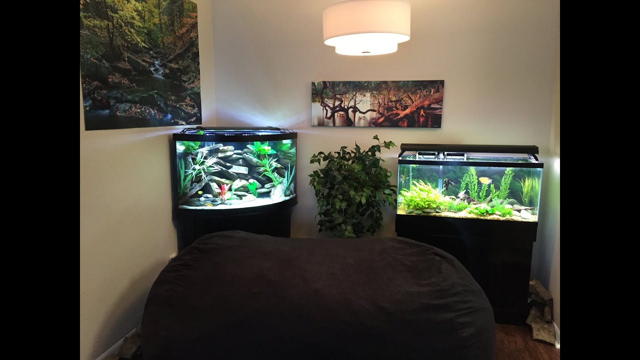 African Cichlid 55g Corner Tank Update... Got Fish? - YouTube