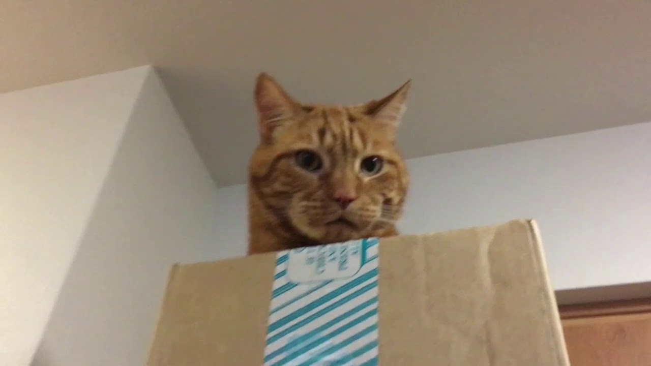 My Silly Ginger Cat - YouTube