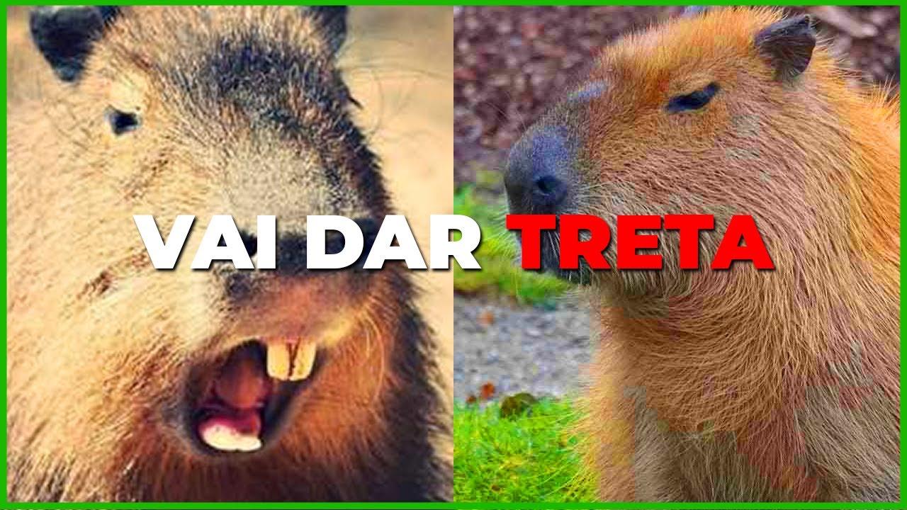 5 Curisosidades sobre a Capivara que VOCÊ NÃO SABIA - YouTube