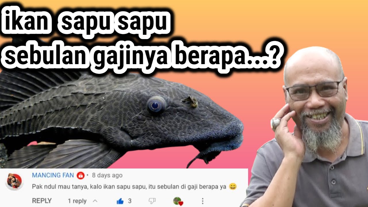 Ikan Sapu Sapu Sebulan Gajinya Berapa Pak Ndul Ahlinya Ahli