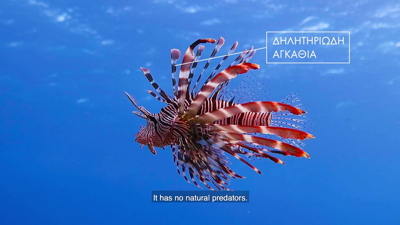 RELIONMED-Life: Lionfish – the undersea invader! - YouTube