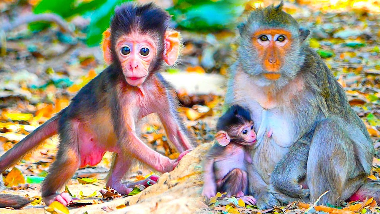 Mixed baby monkeys play on the ground and get sweet milk. - YouTube