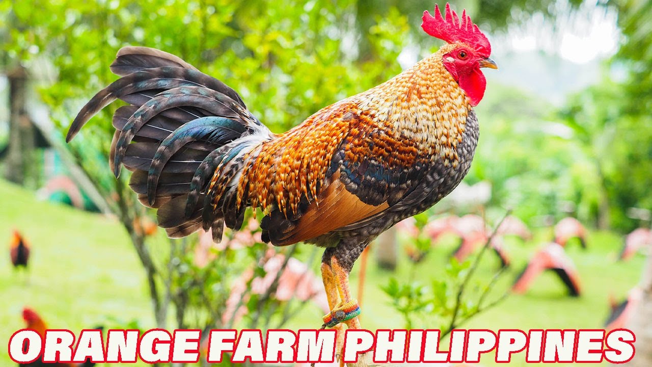 ORANGE FARM Beautiful Big Farm Philippines - YouTube