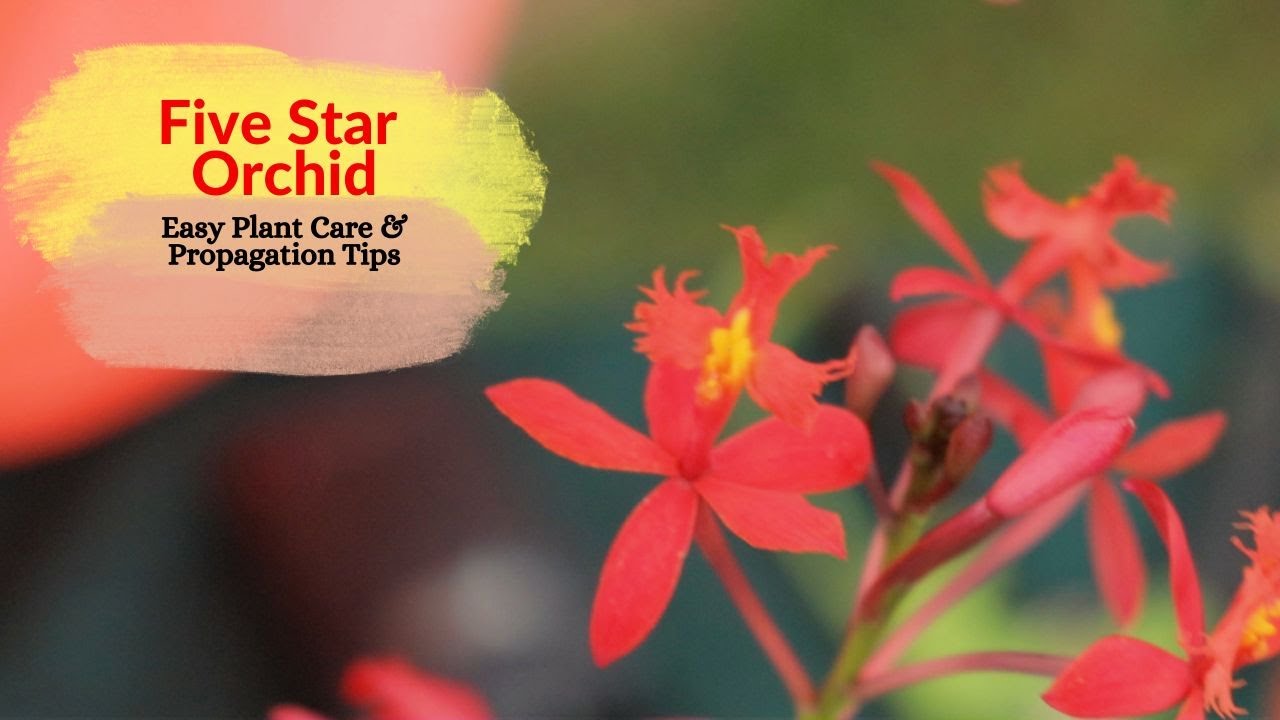 Five Star Orchid - Plant Care & Propagation Tips (Epidendrum Radicans ...