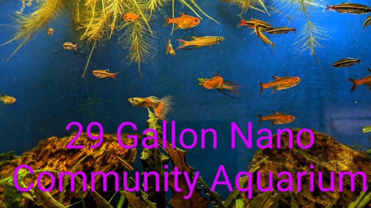 29 Gallon Nano Community Aquarium! - YouTube