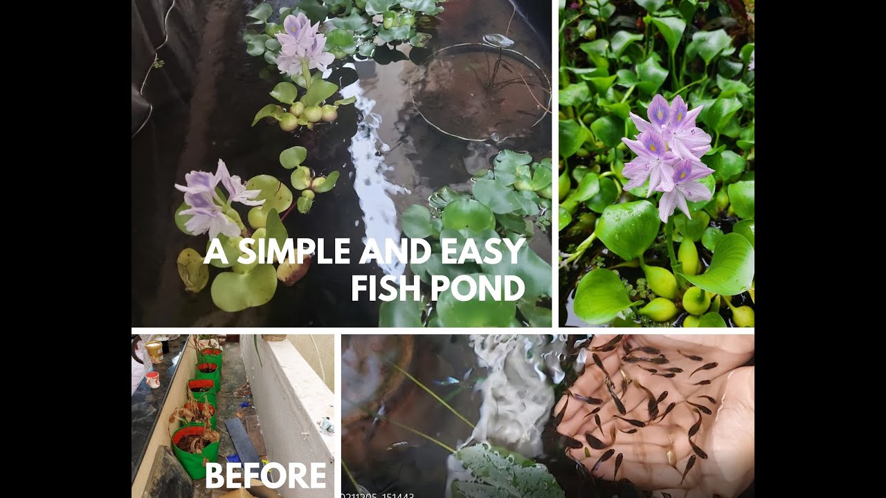 A simple and easy fish pond on terrace - YouTube