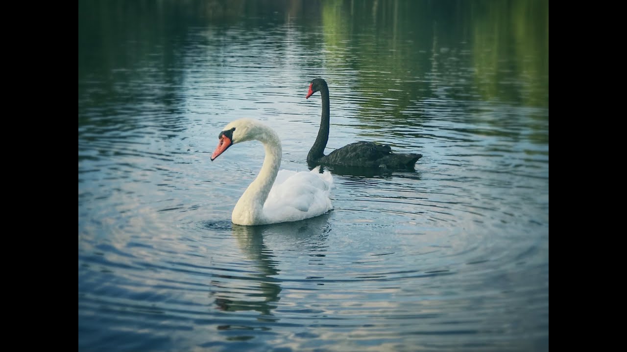 Heart Mind Unity - YouTube