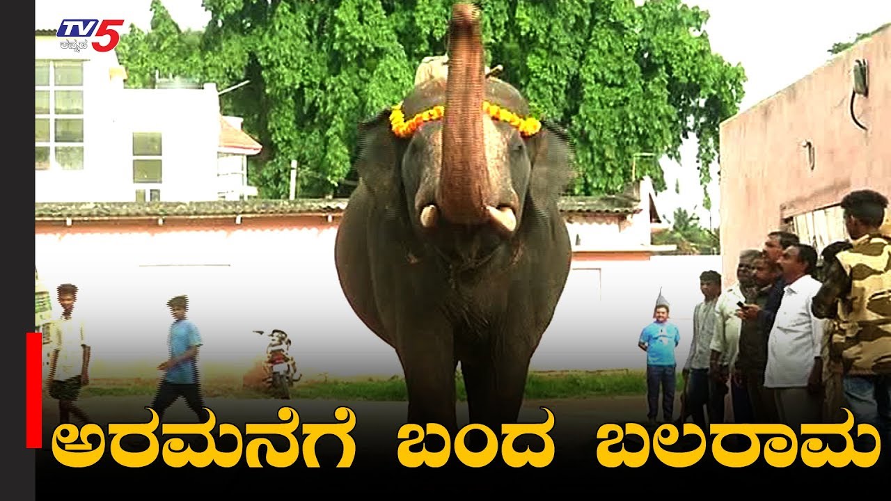 ಅರಮನೆಗೆ ಬಂದ ಬಲರಾಮ | Mysore Darasa | Balarama Elephant Mysore | TV5 ...