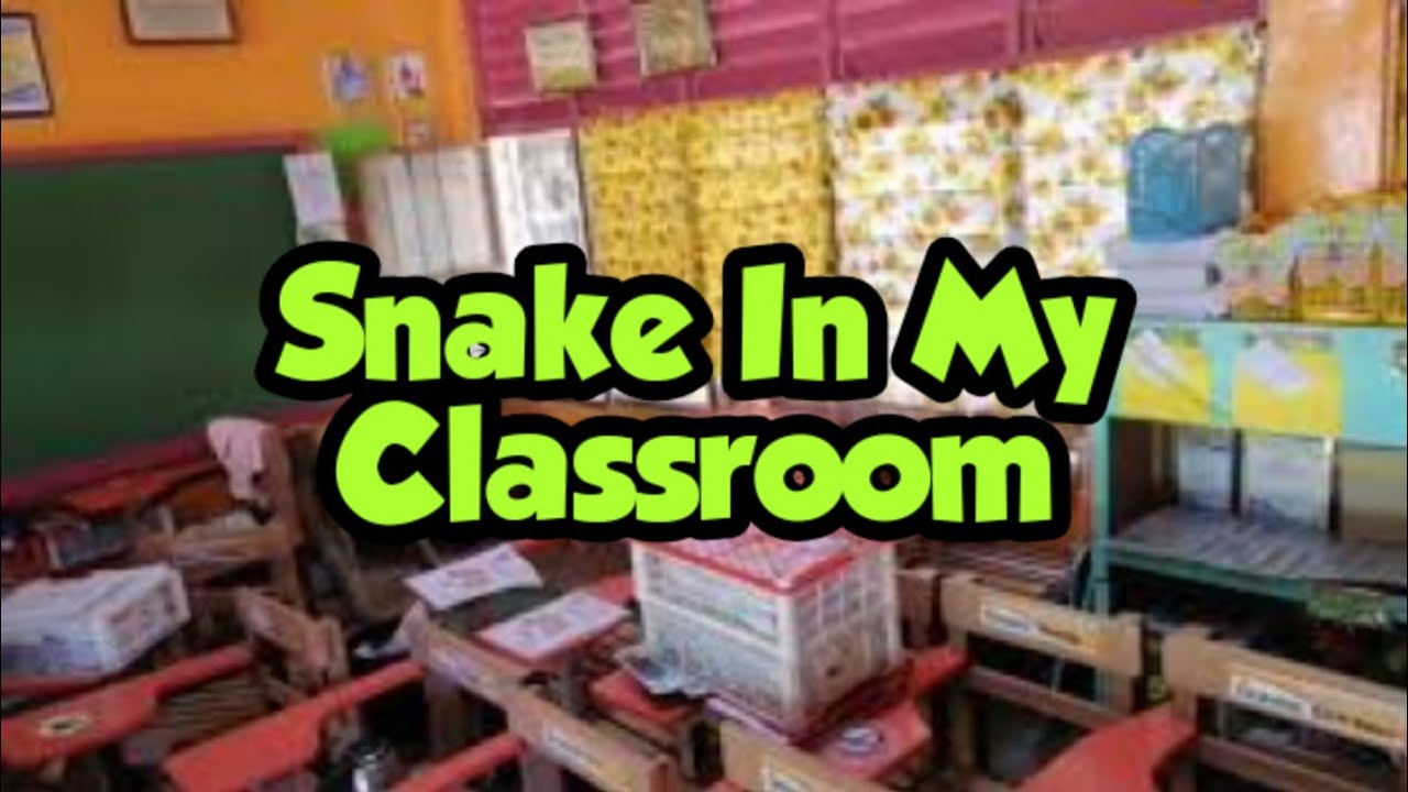 Snake In My Classroom #classroom - YouTube