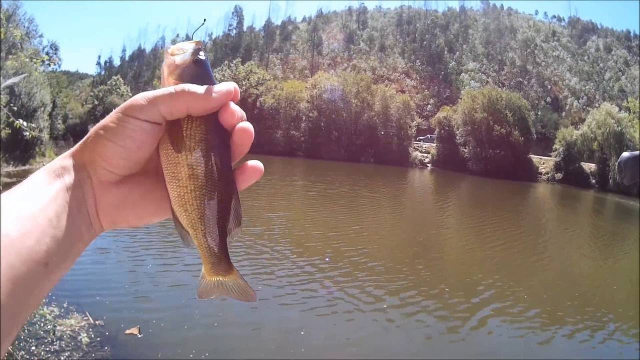 Pesca ao Achigã / Bass fishing - YouTube