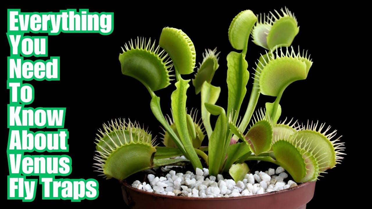 Masterclass On Growing And Caring For A Venus Fly Trap Plant ...