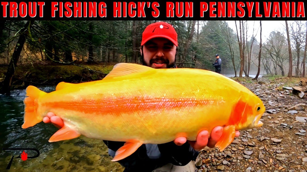 Trout Fishing Pennsylvania's Hicks Run - YouTube