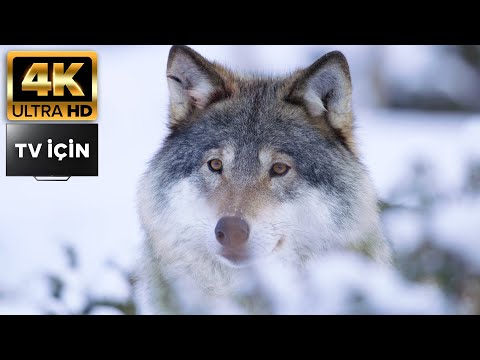 🐺 4K Kurt Videosu - 1 Saatlik Televizyon Videosu - Doğal Ambiyans