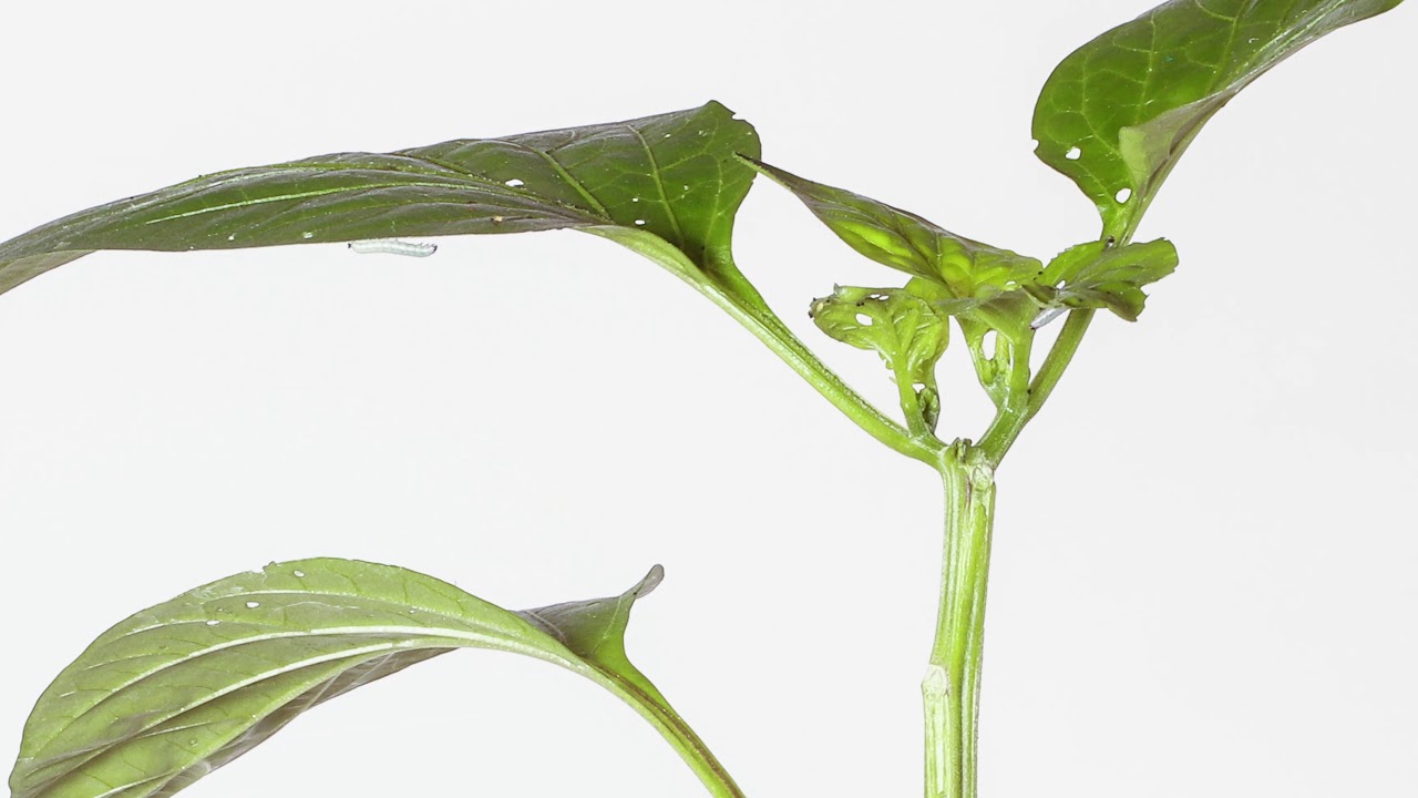 Baculovirus-infected caterpillars with tree-top disease : time lapse ...