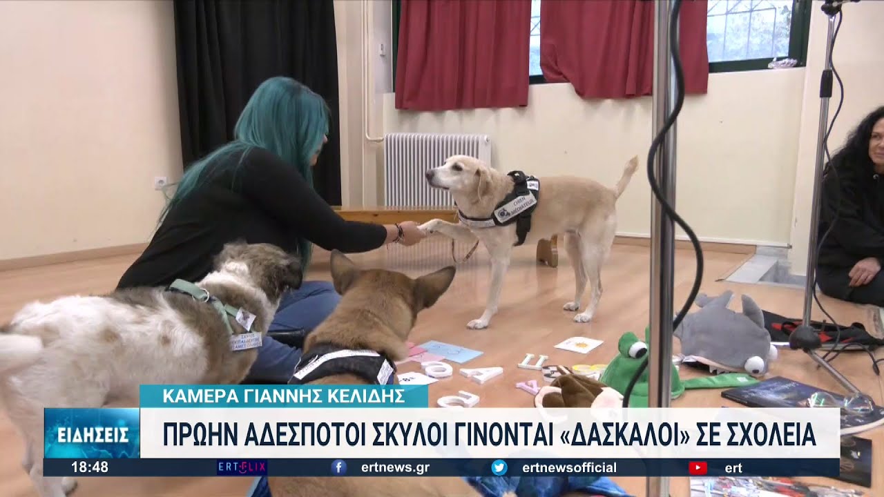 Σκύλοι-θύματα κακοποίησης γίνονται «δάσκαλοι» σε σχολεία | 13/10/2022 ...