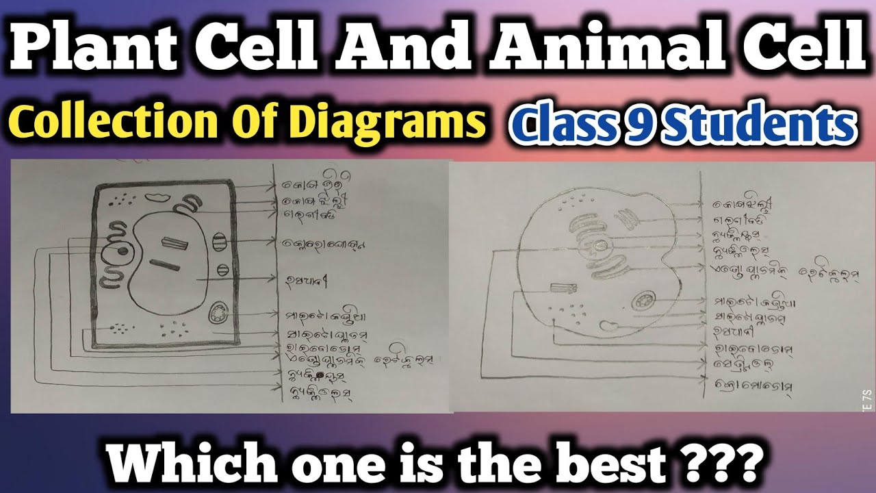 Diagrams Of Plant Cell And Animal Cell ll Collection By Class 9 ...