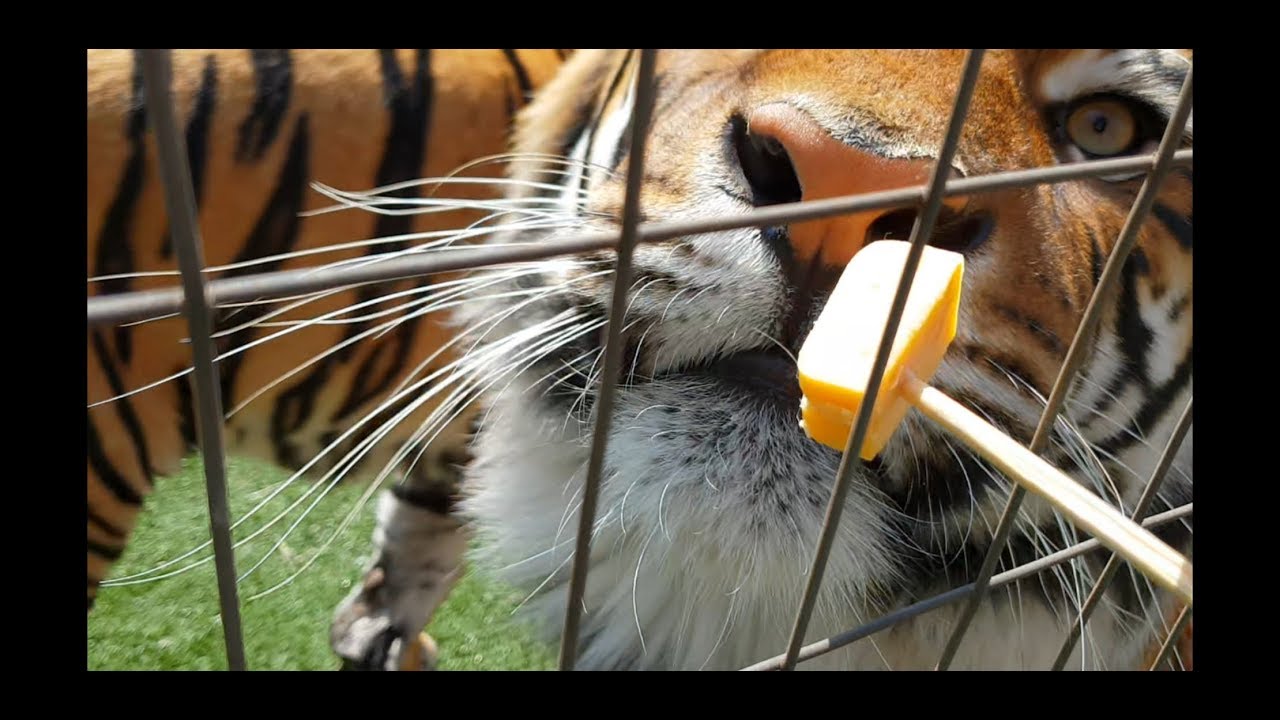 This is how tigers react to cheese ! - YouTube
