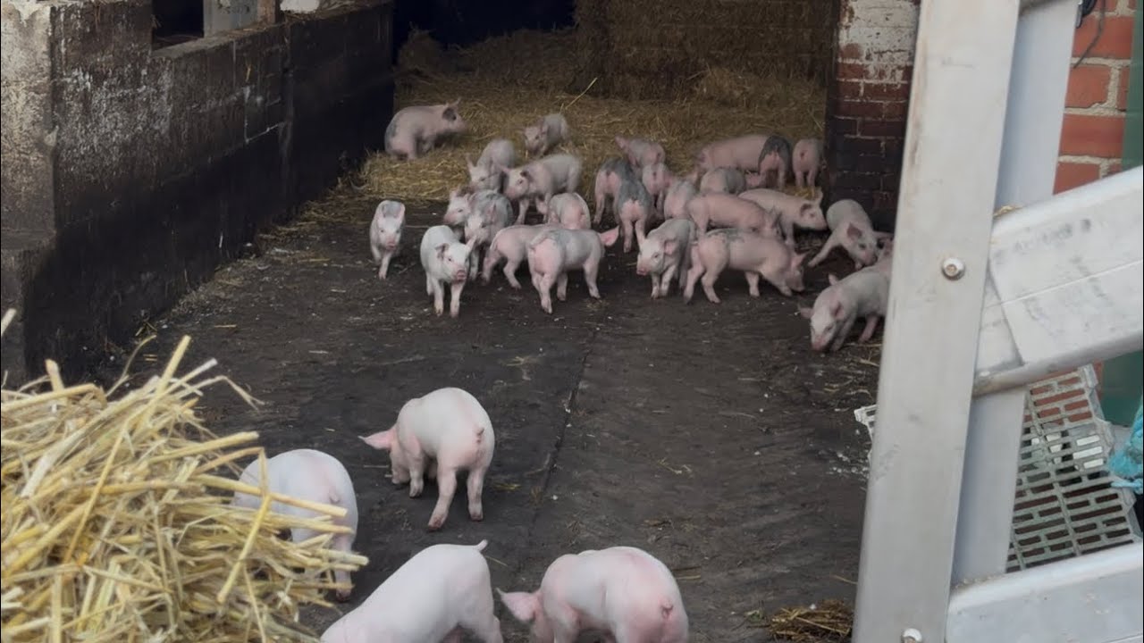 Pigs going pig coming back in - YouTube