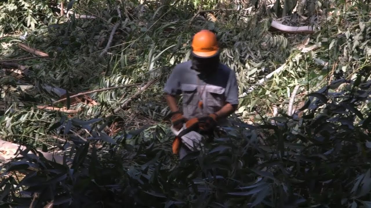 South Africa's Working For Water Programme | Eco@Africa | - YouTube